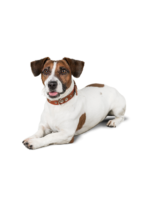 Dog Walkers In Billericay - B&A Dog Walkers